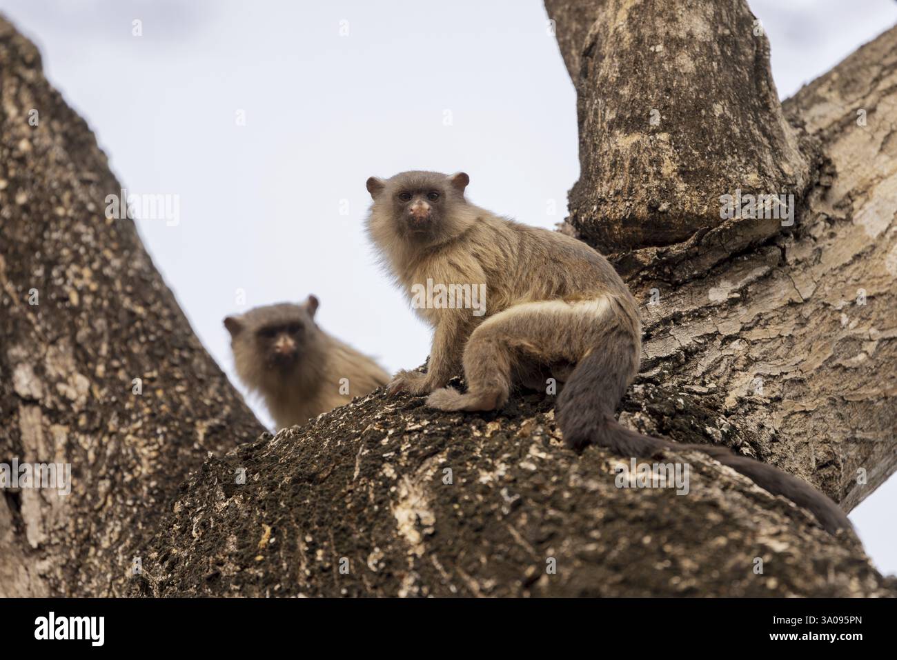 Black-tailed marmoset (Mico melanurus), on branch, Pantanal, Brazil, South America Stock Photo ...