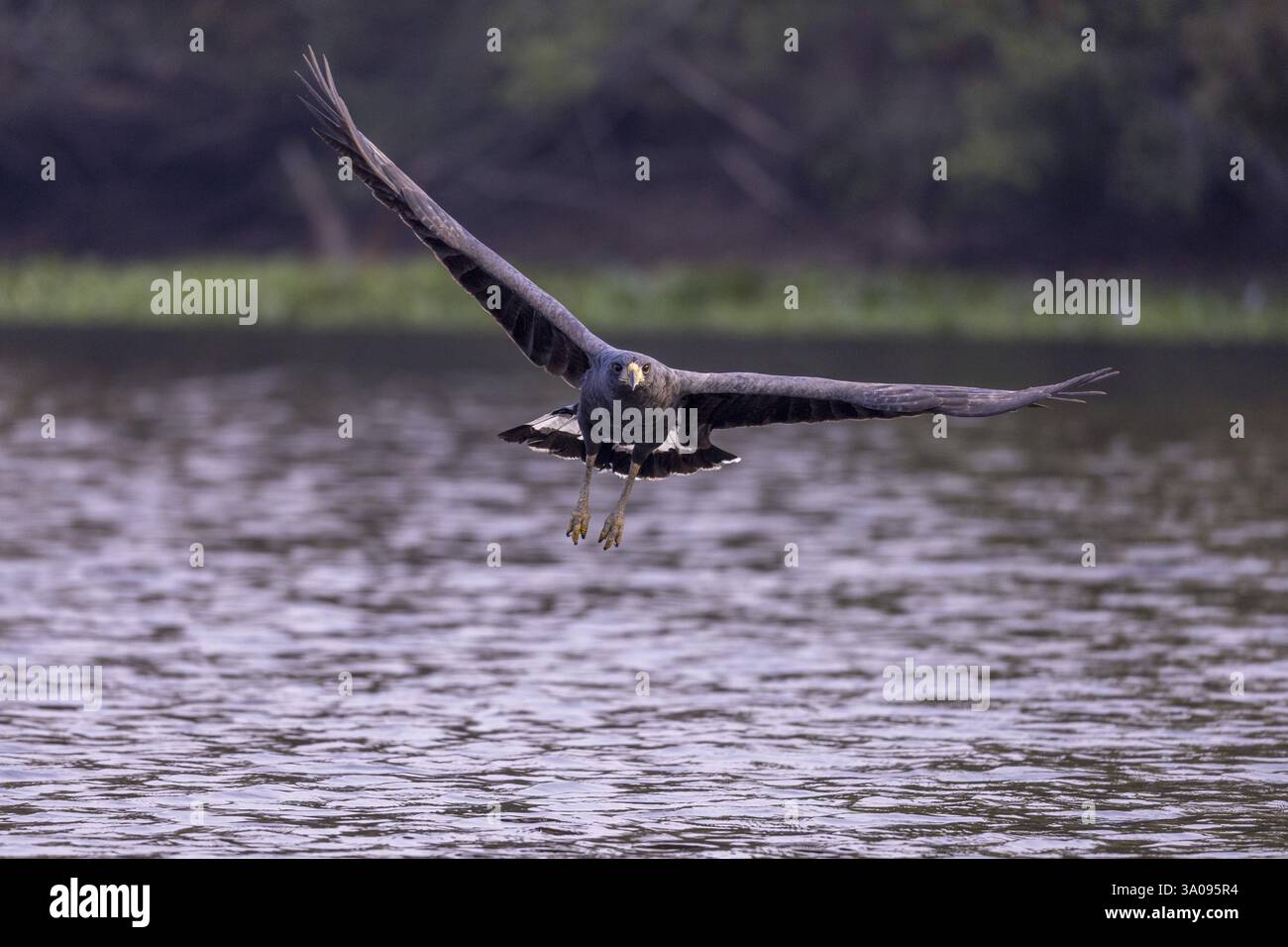 Black buzzard (Buteogallus urubitinga), approaching prey, Pantanal ...
