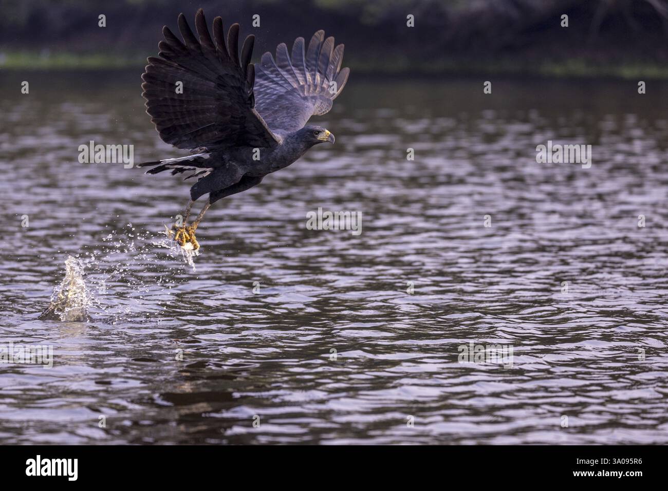 Black buzzard (Buteogallus urubitinga), with caught fish, Pantanal ...