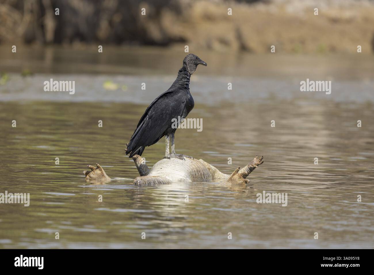 Raven Vulture (Coragyps atratus), on swimming dead Spectacled Caiman ...