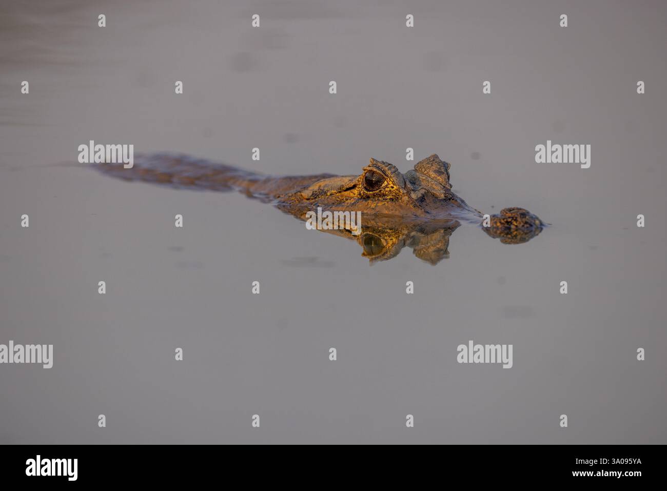 Spectacled caiman (Caiman yacare), swimming in a lake, portrait ...