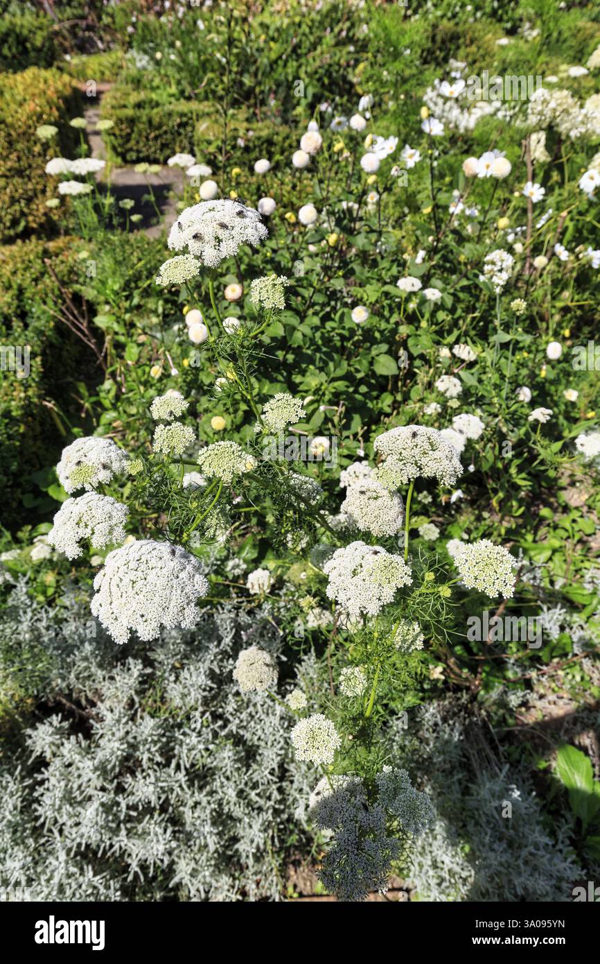 White flowers, sea of flowers, The White Garden, gardens, Sissinghurst ...