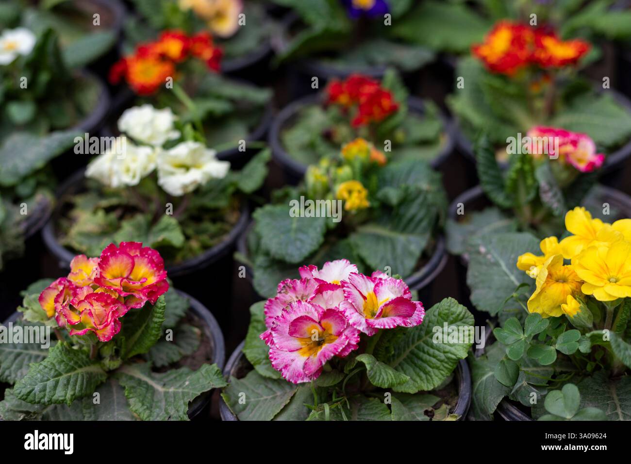 Attractive garden setting hi-res stock photography and images - Alamy