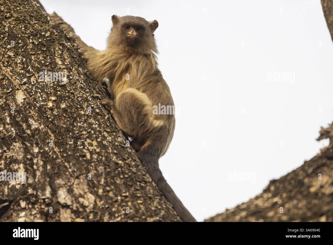 Black-tailed marmoset (Mico melanurus), on branch, Pantanal, Brazil ...