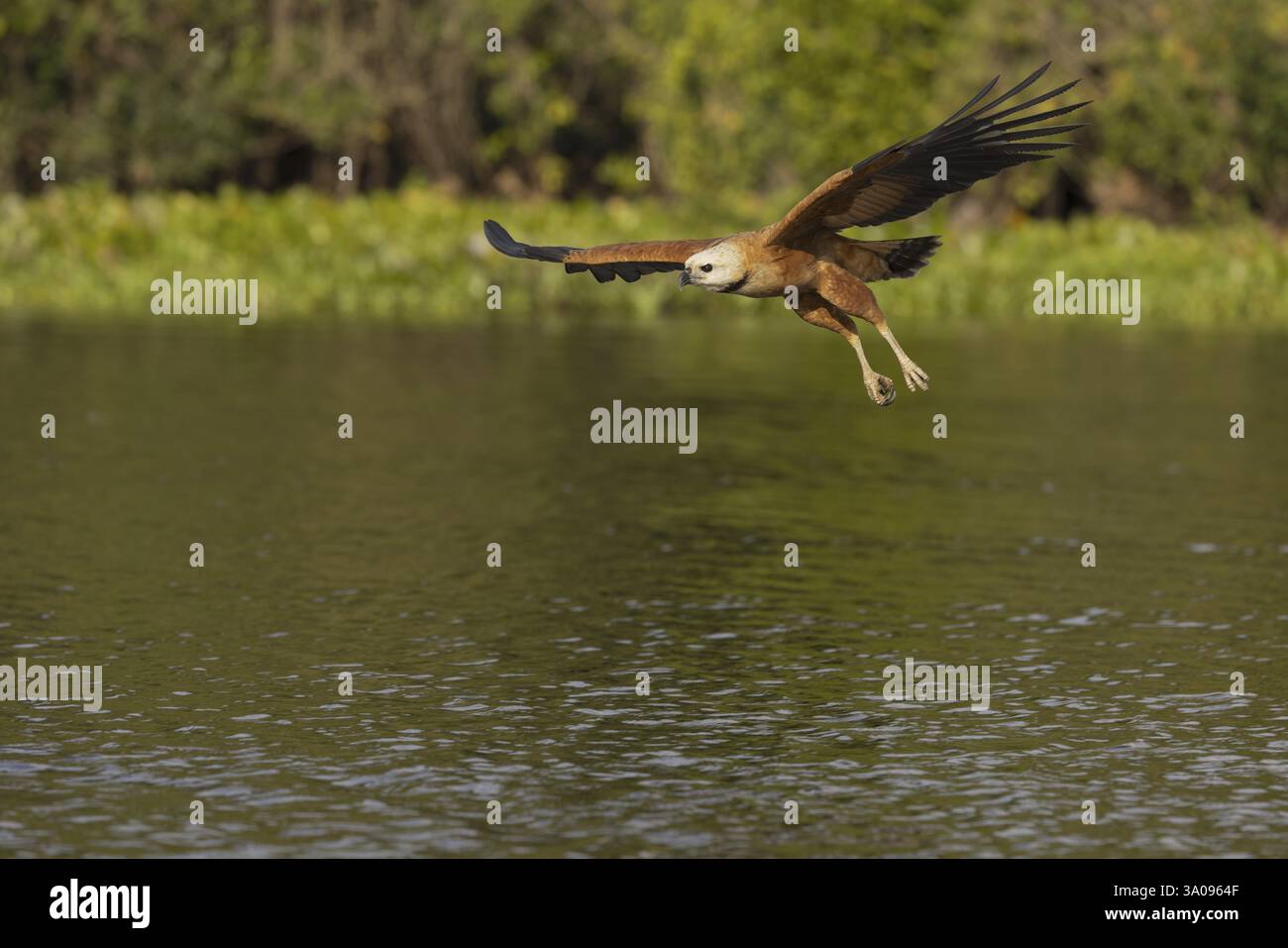 Fish hawk (Busarellus nigricollis), approaching prey, Pantanal, Brazil ...