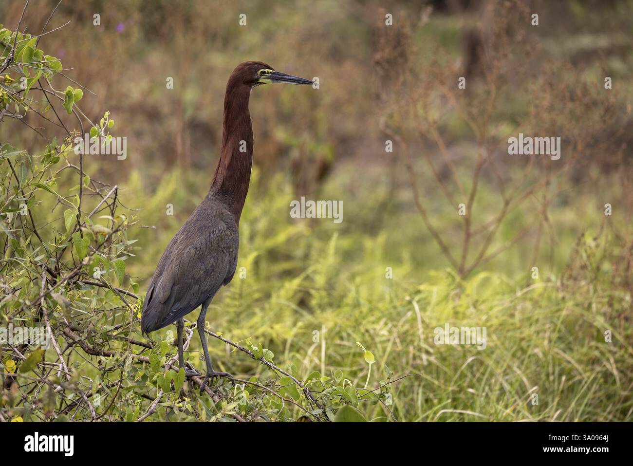 Marbled heron (Tigrisoma lineatum), on branch, Pantanal, Brazil, South ...