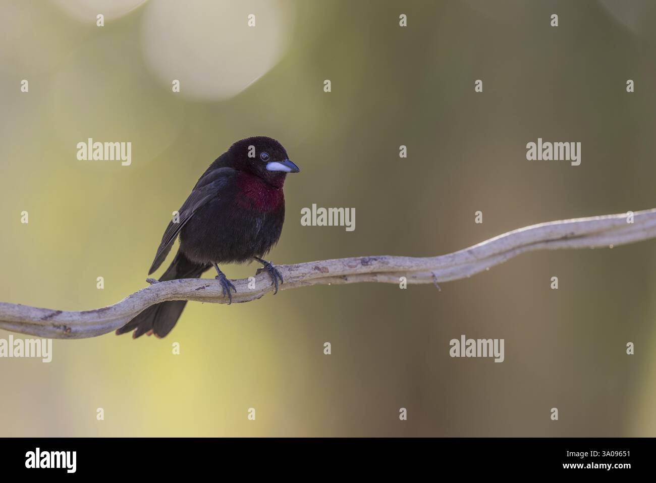 Brazilian tanager (Ramphocelus bresilia), on liana, Pantanal, Brazil ...