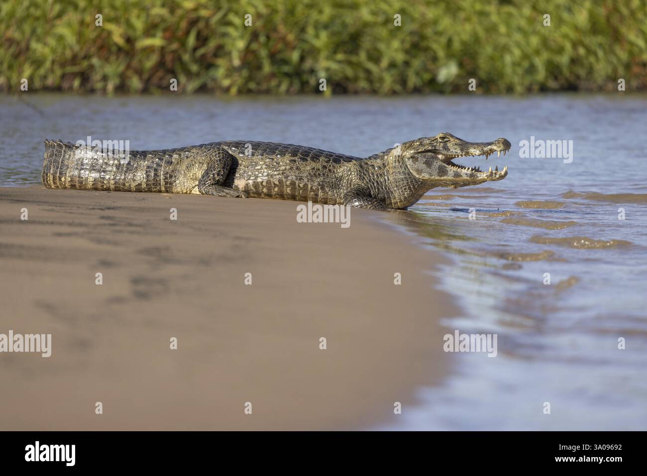 Spectacled caiman (Caiman yacare), lying on a sandbank by the river ...