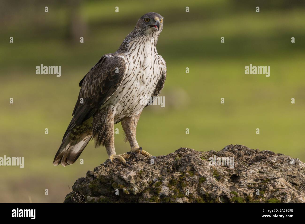 Bonelli's eagle (Aquila fasciata), on stone, Sierra Morena, Andalusia ...