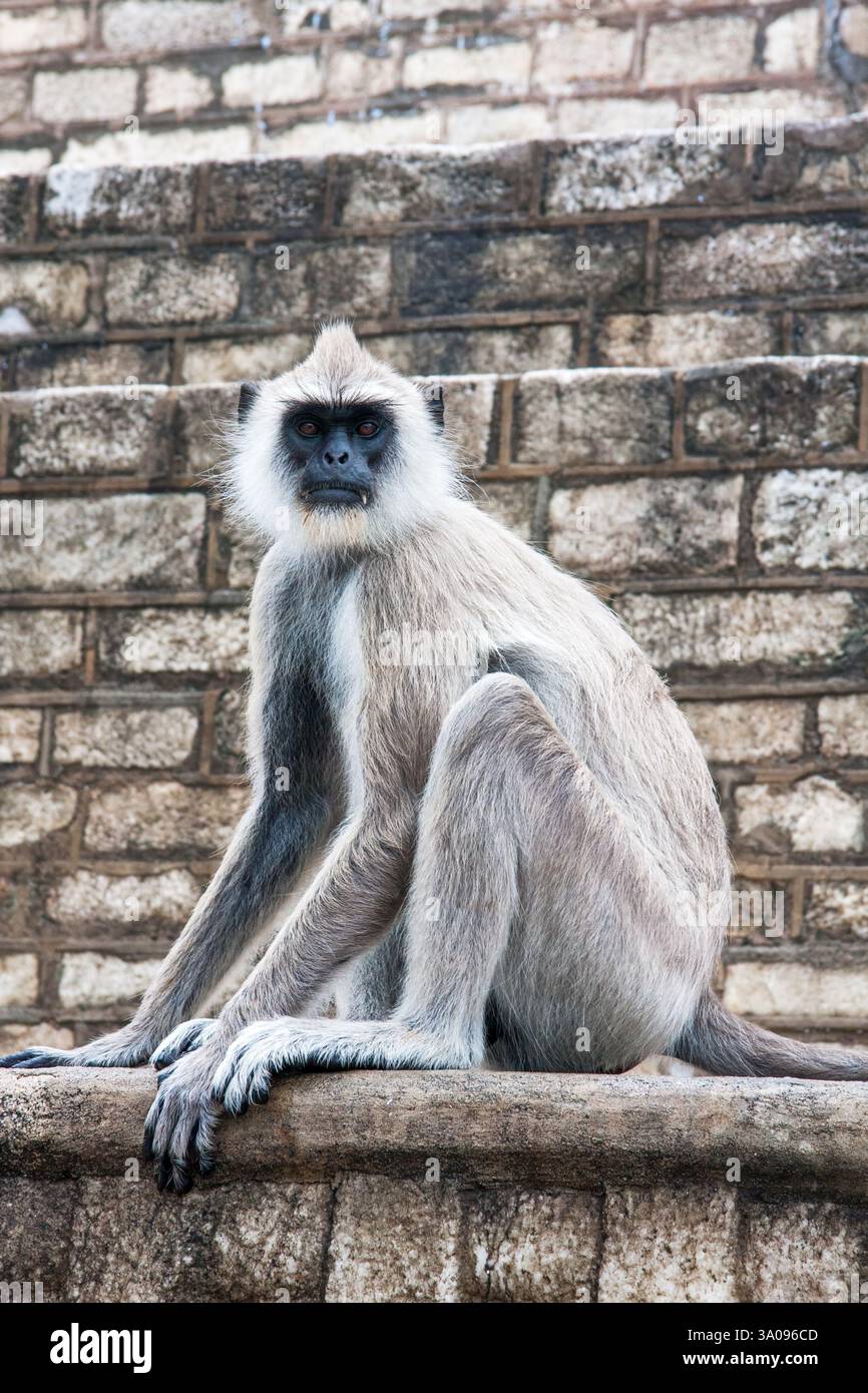 Black-faced langur monkey, Semnopithecus, on a temple wall in Sri Lanka ...