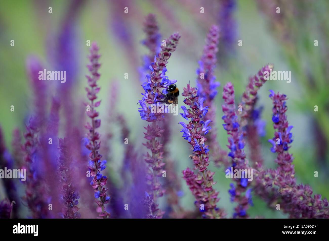 Veronica, also names speedwell, bird's eye, and gypsyweed., is the ...