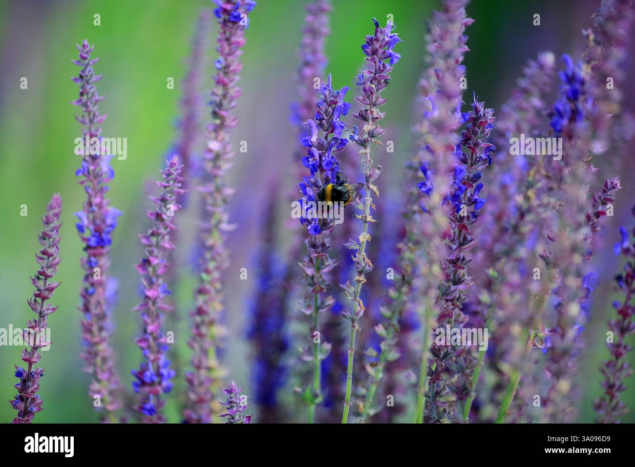 Veronica, also names speedwell, bird's eye, and gypsyweed., is the ...