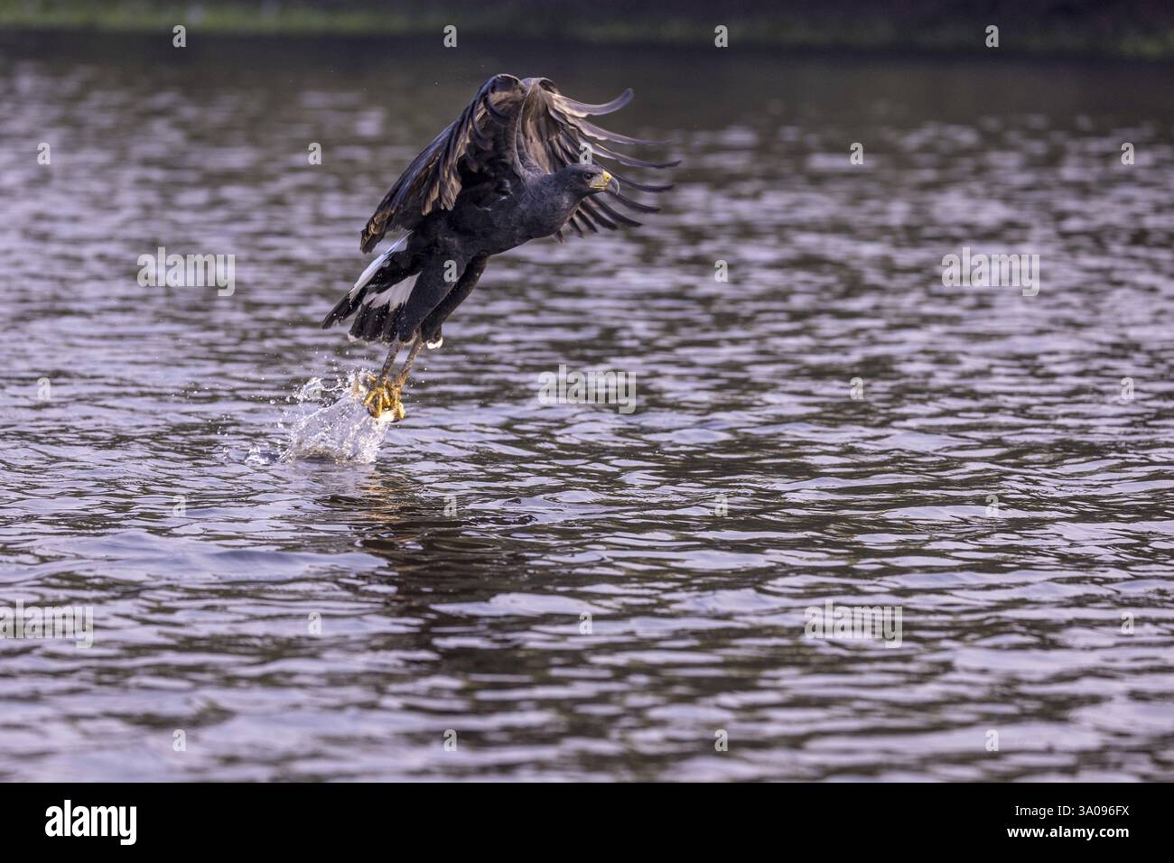 Black buzzard (Buteogallus urubitinga), with caught fish, Pantanal ...