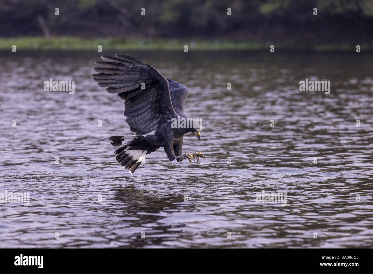 Black buzzard (Buteogallus urubitinga), approaching prey, Pantanal ...