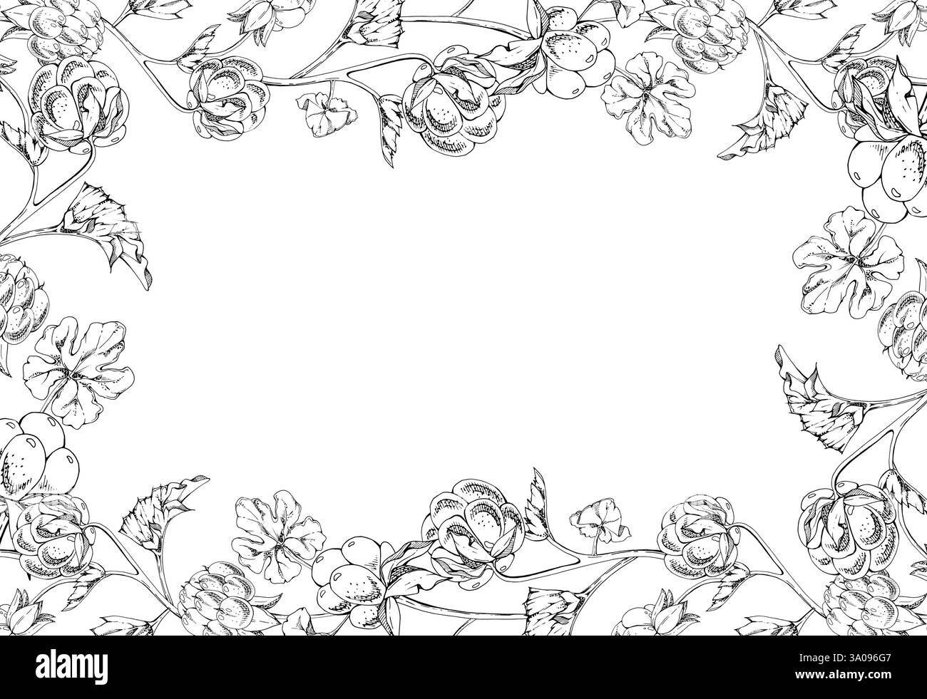 Cloudberry raspberry on stems with plant leaves hand drawn vector ink ...