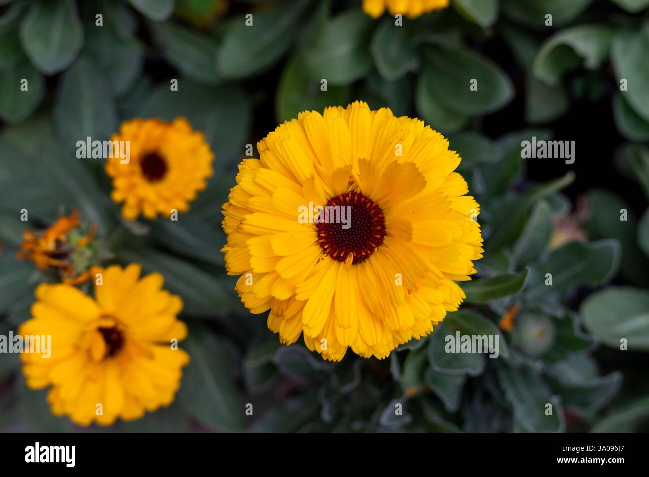 Bright Yellow Calendula Flower in Bloom Stock Photo - Alamy