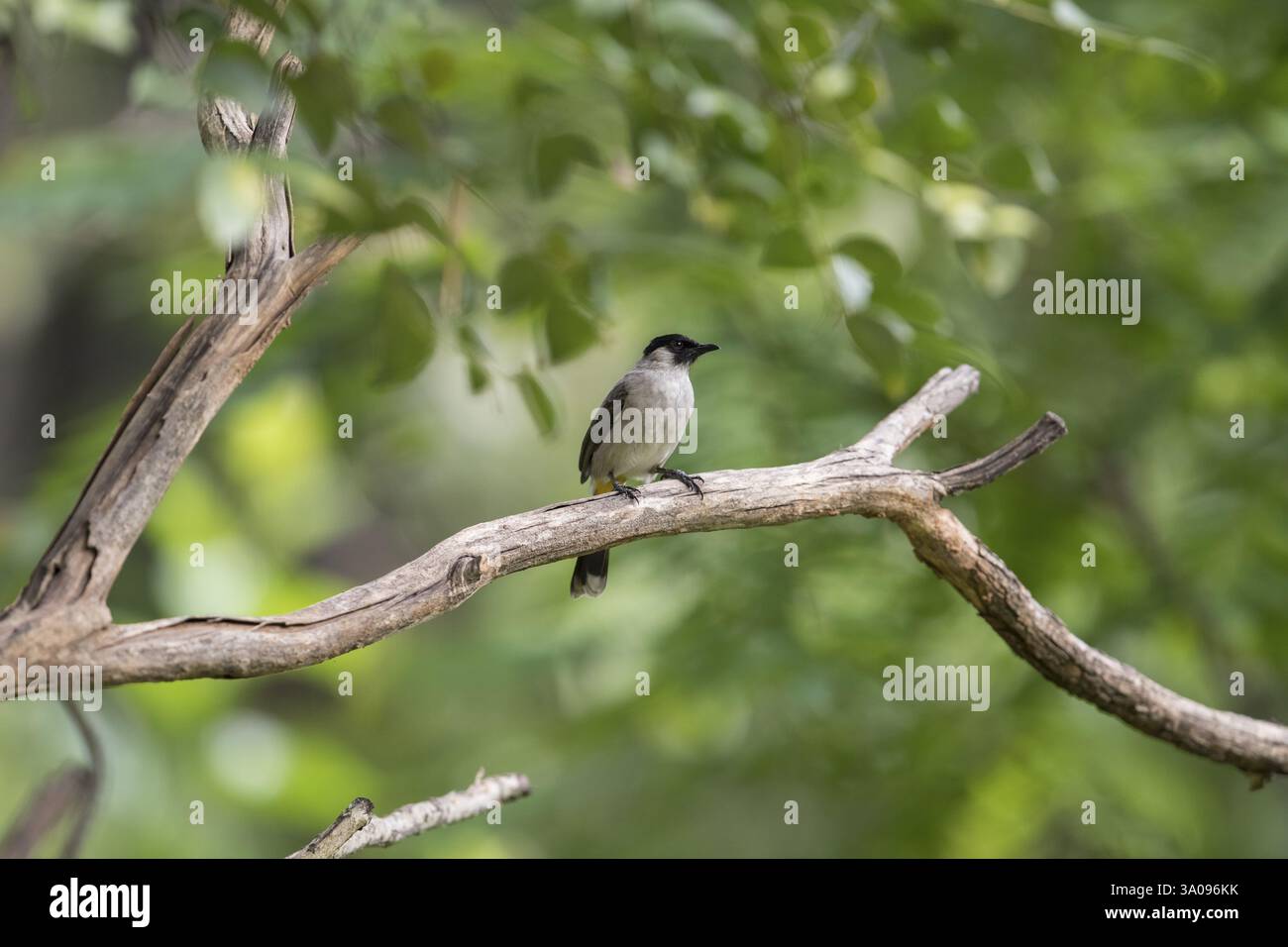 Sooty-crested Bulbul (Pycnonotus aurigaster), Phetchaburi, Kaeng ...