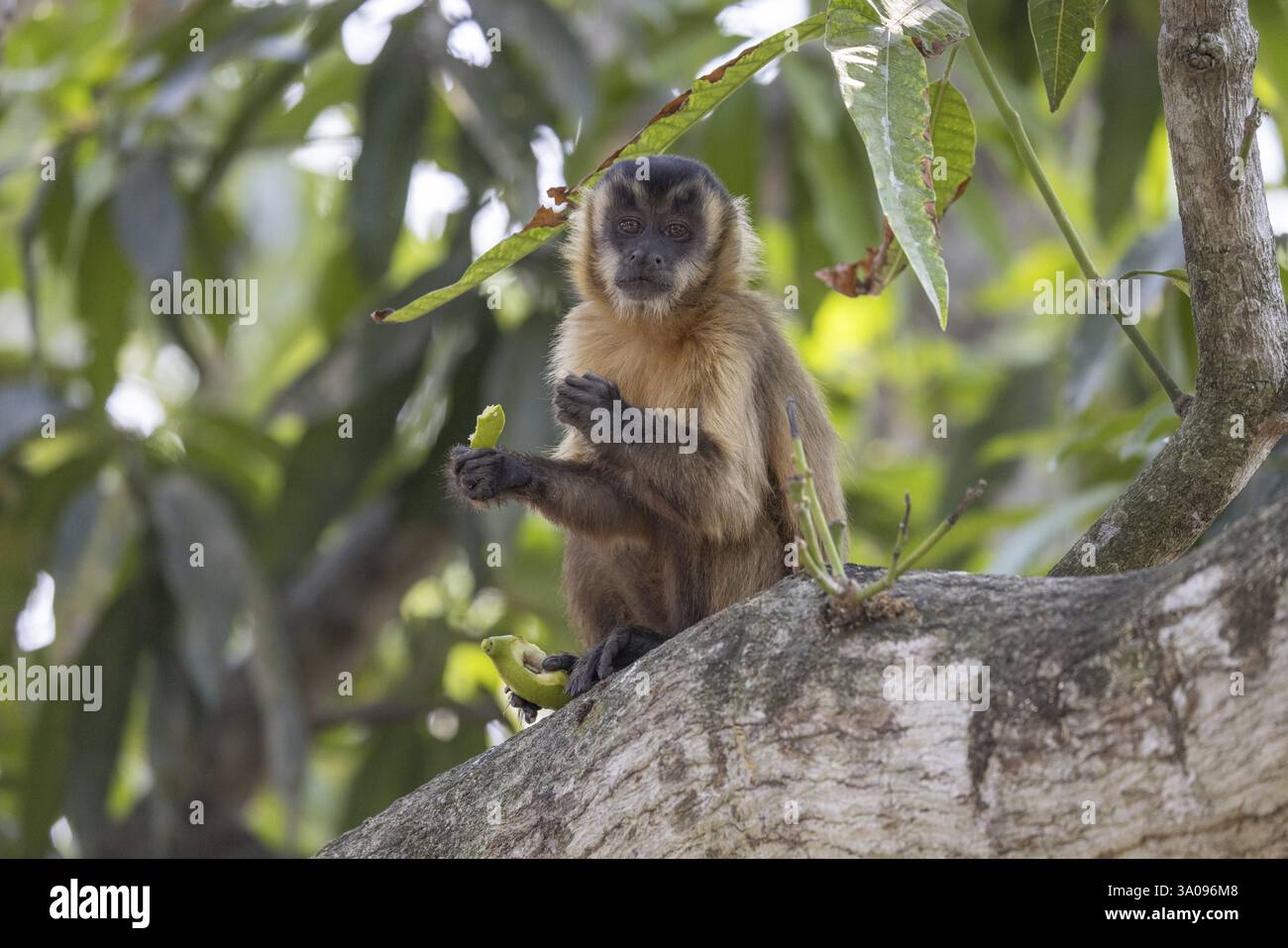 Crested capuchin monkey (Sapajus apella) or hooded capuchin, feeding in ...
