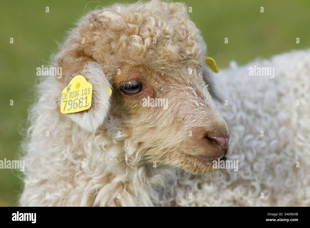 A light-coloured lamb of the zackel sheep, portrait, ear tags, ear ...
