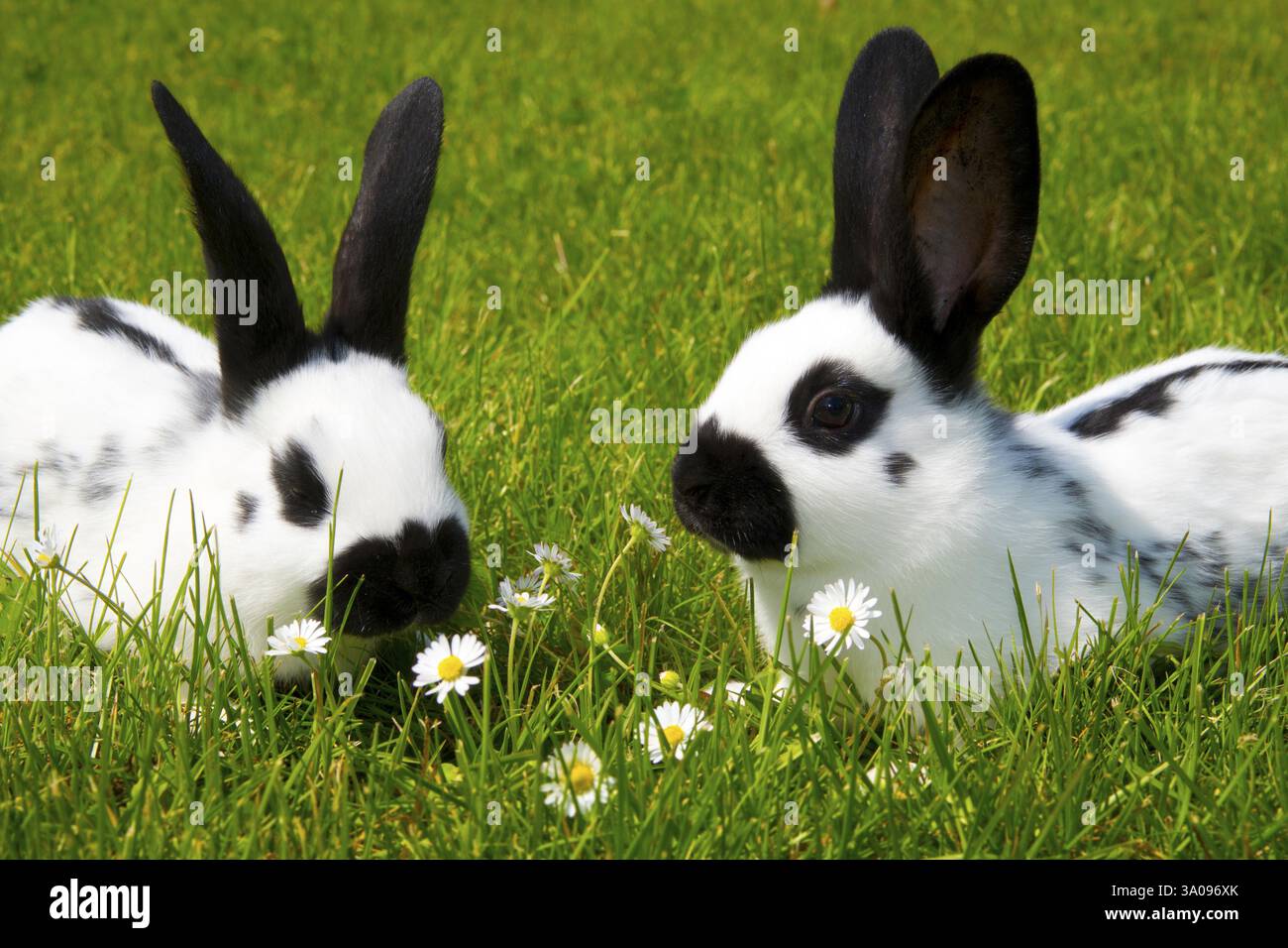 Two rabbits, English piebald, black and white, lying in a meadow Stock ...