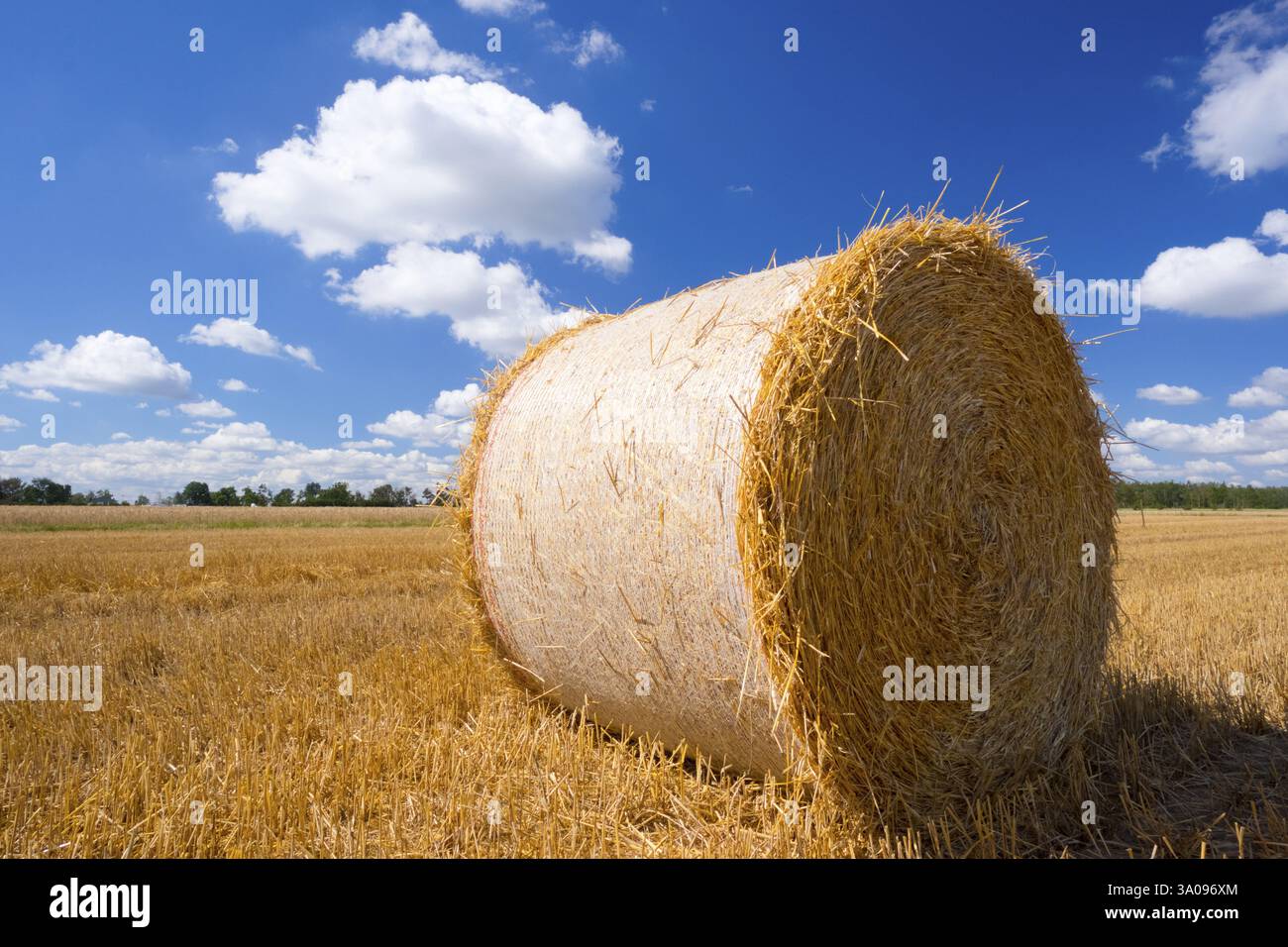 Straw bales on grain field, grain harvest, cattle feed, blue sky, hay ...