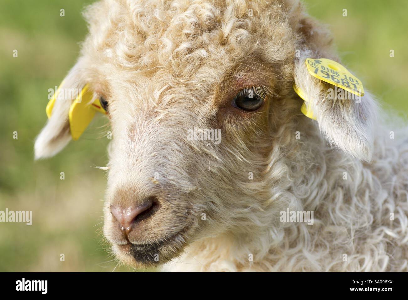 A light-coloured lamb of the Zackelschaf, portrait, ear tags, ear ...