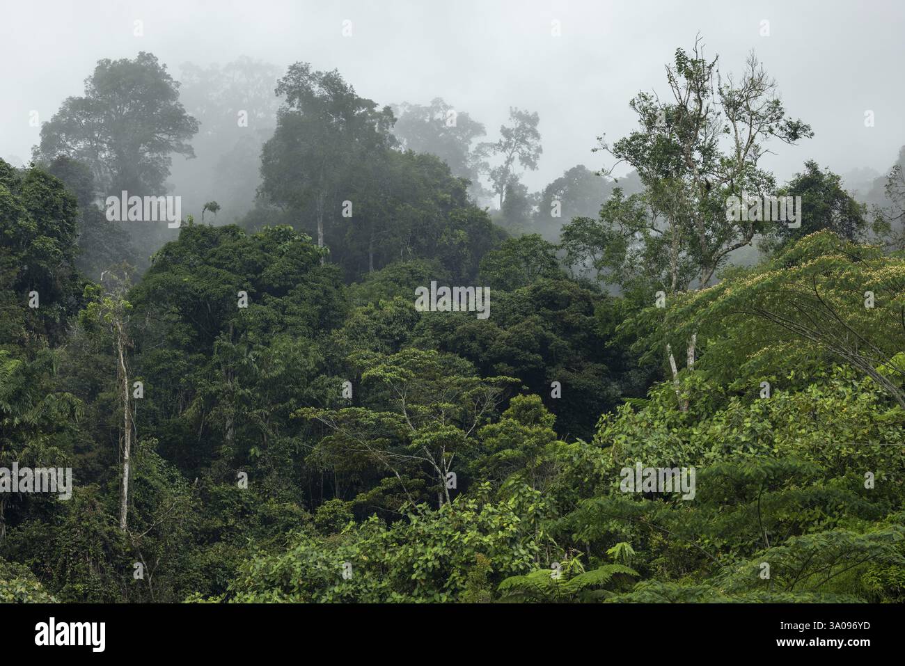 Tropical rainforest, Cameron Highlands, Malaysia, Southeast Asia, Asia ...