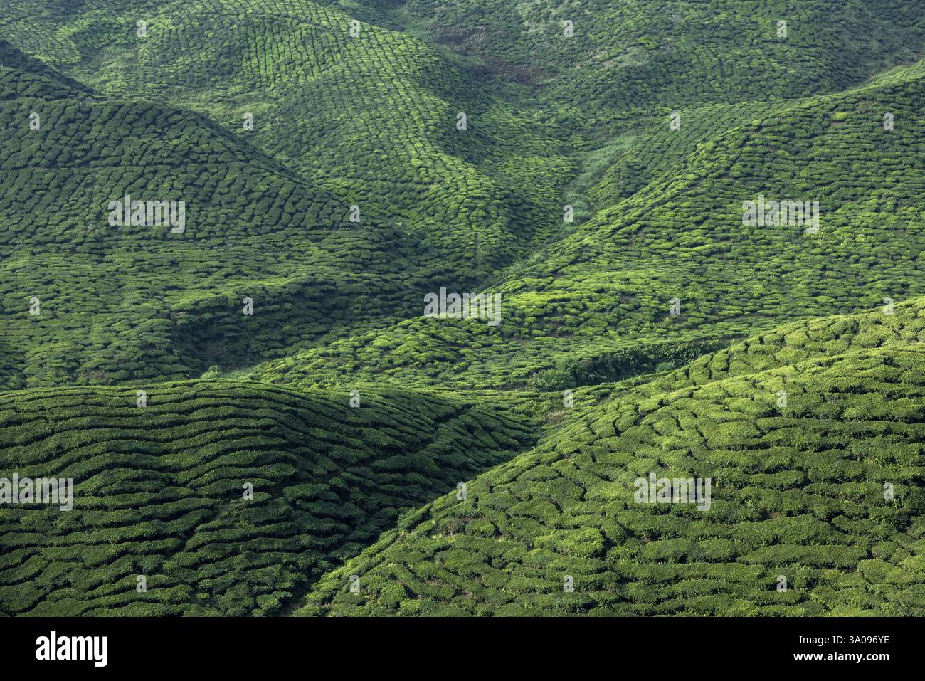Tea plantation, Cameron Valley Tea, Cameron Highlands, Malaysia ...