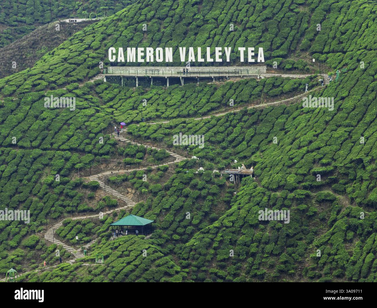 Tea plantation, Cameron Valley Tea, Cameron Highlands, Malaysia ...