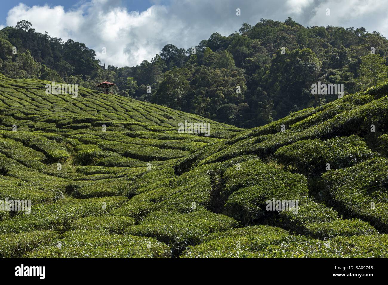 Tea plantation, Cameron Valley Tea, Cameron Highlands, Malaysia ...