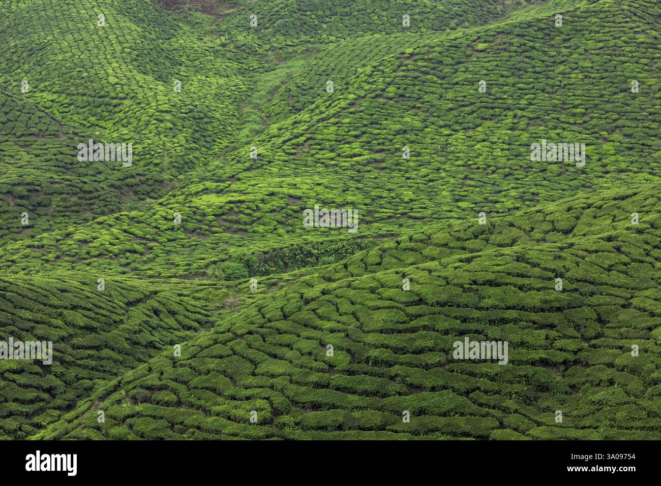 Tea plantation, Cameron Valley Tea, Cameron Highlands, Malaysia ...