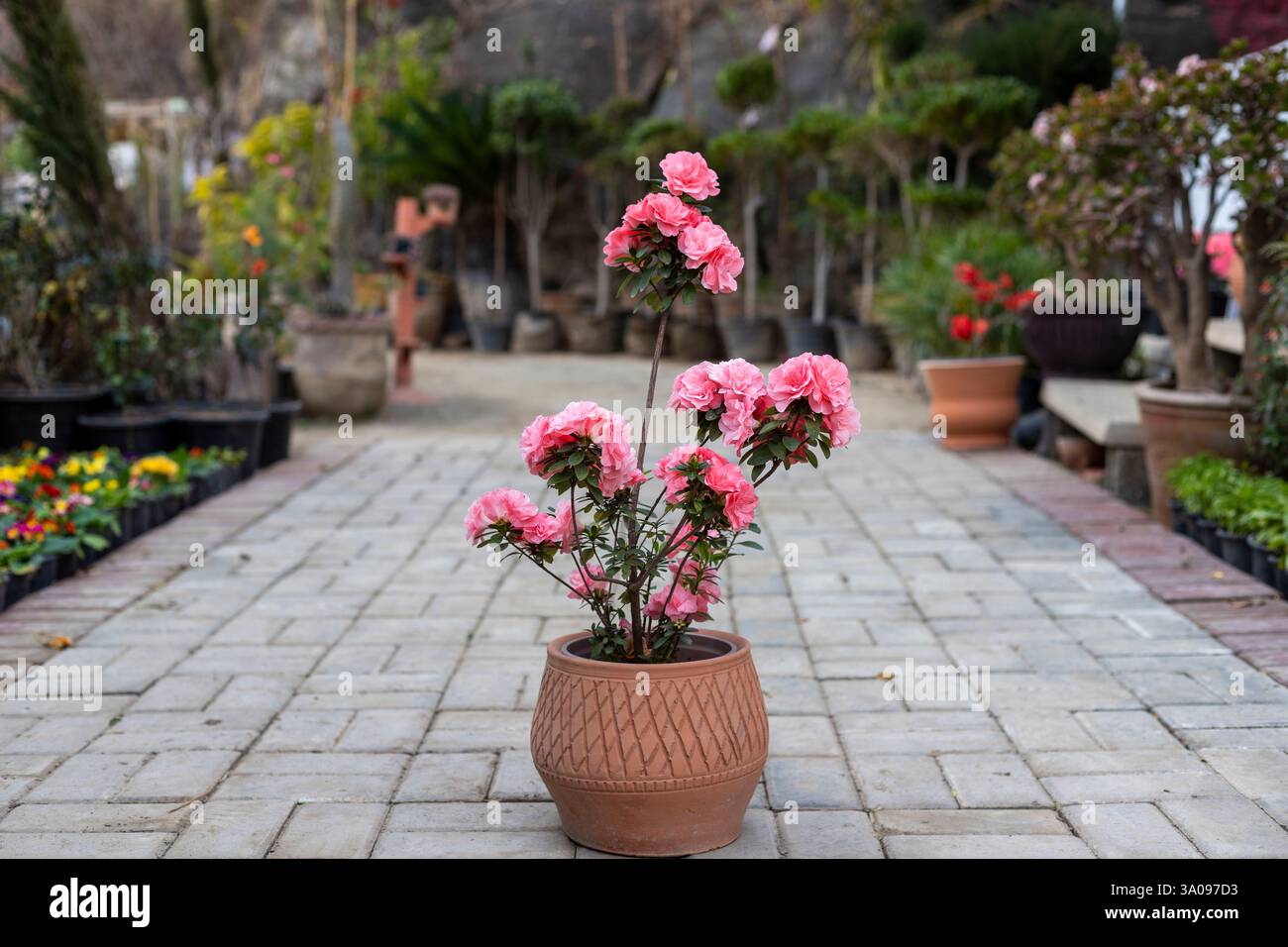 Azalea Flowering Plant in a Terracotta Pot in a Garden Stock Photo - Alamy