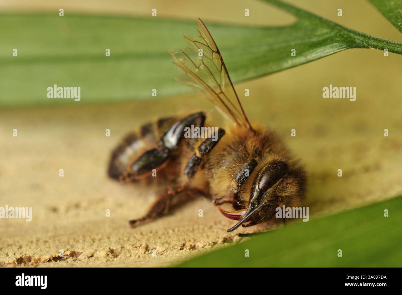 Concept environmental problems habitat hi-res stock photography and ...