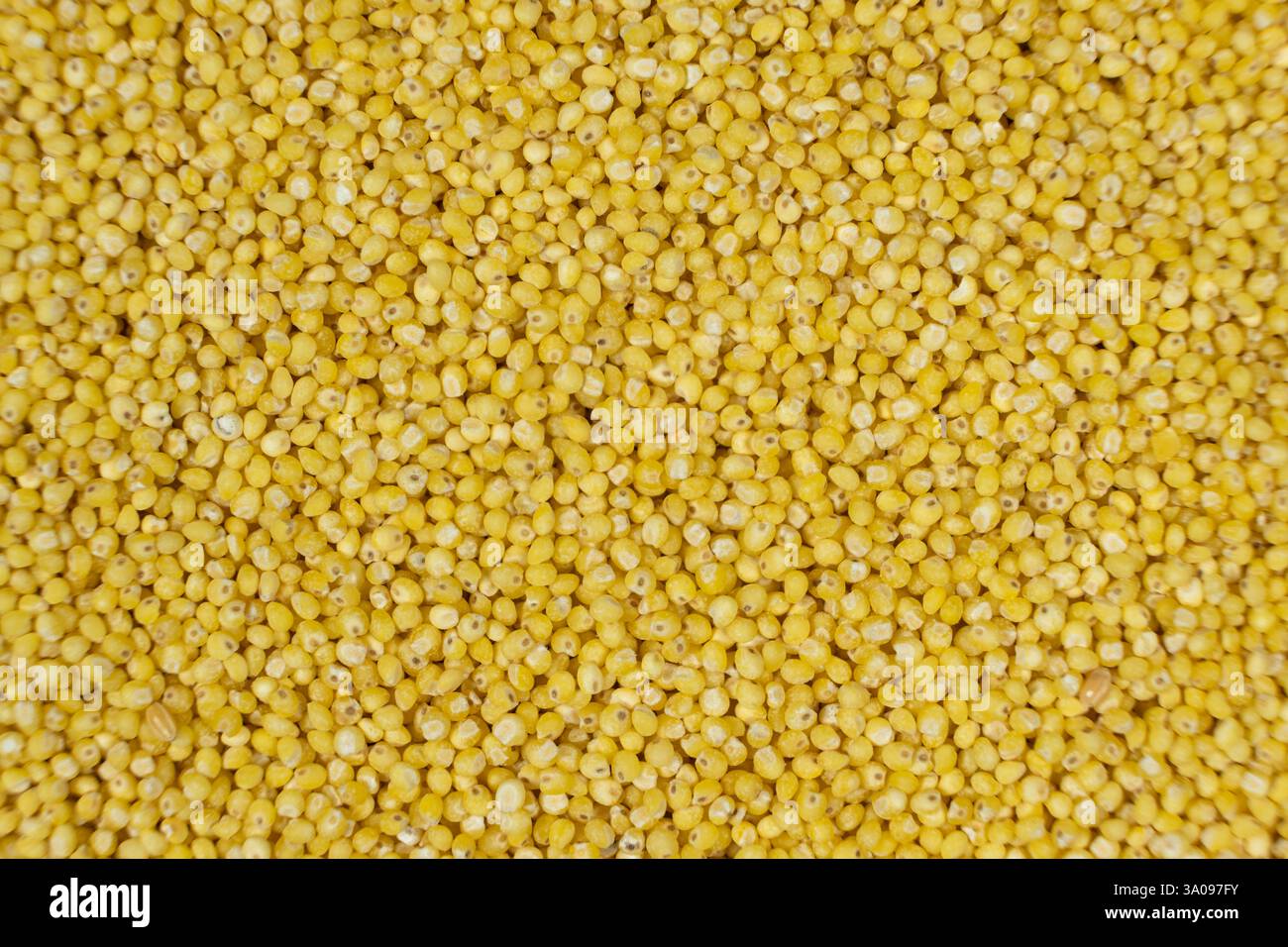 Whole millet grains top view macro Stock Photo - Alamy