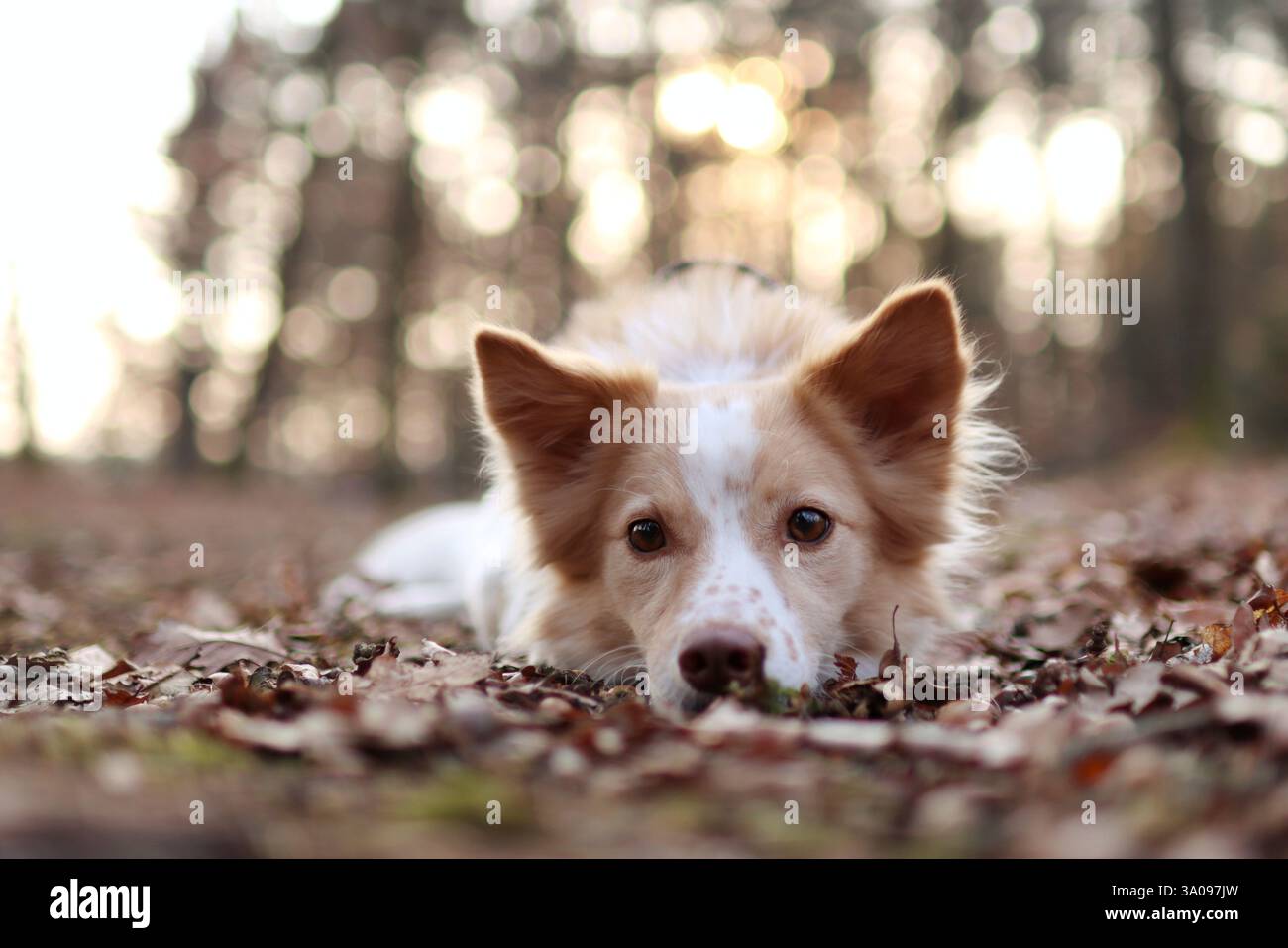 cute dog is in the forest at sunset. The dog doing trick - head down ...