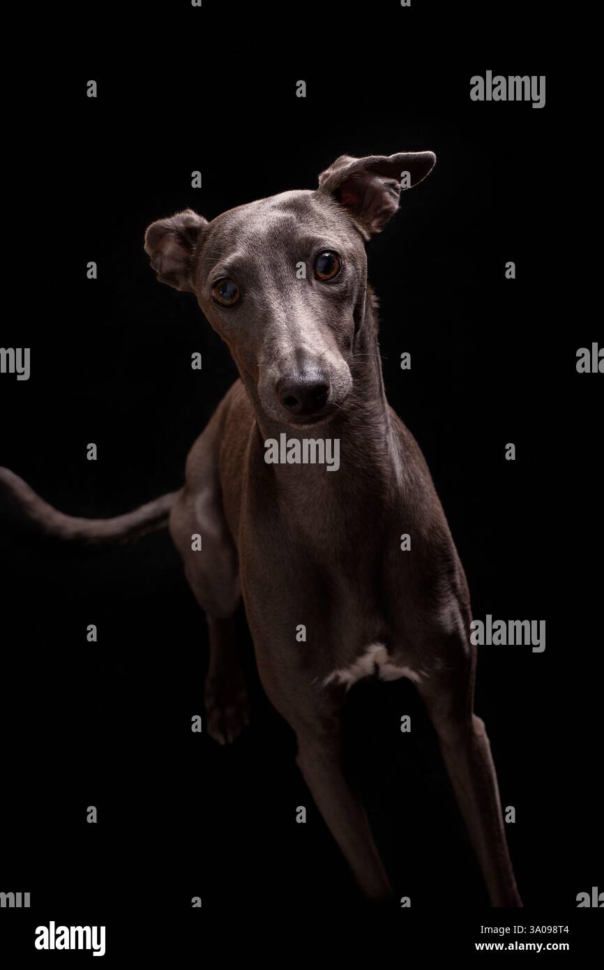 Small Italian Greyhound on a black background, sitting portrait Stock ...