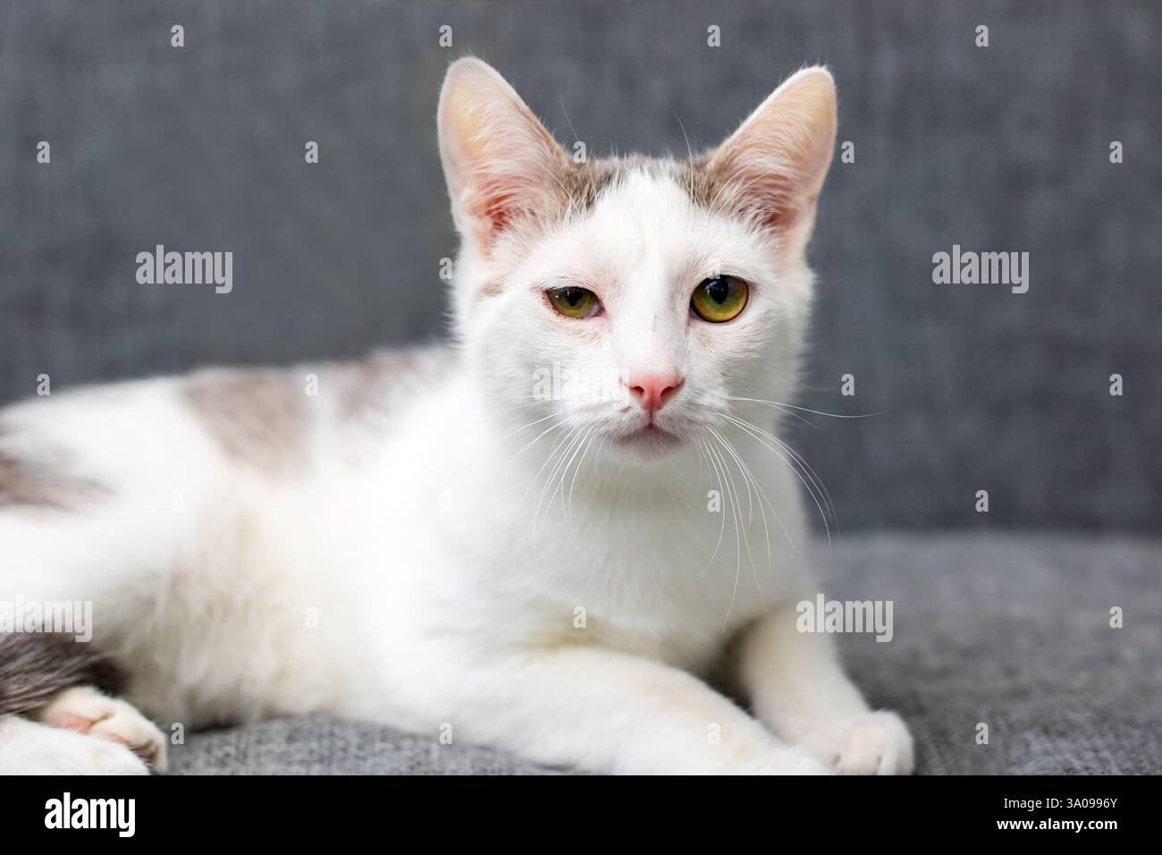Cat sniffing on green screen hi-res stock photography and images - Alamy