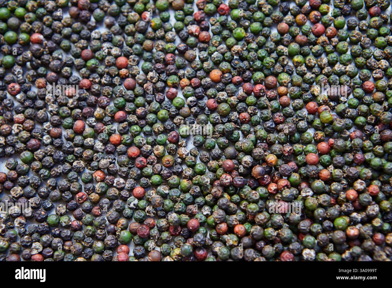 Black pepper piper nigrum leaf hi-res stock photography and images - Alamy