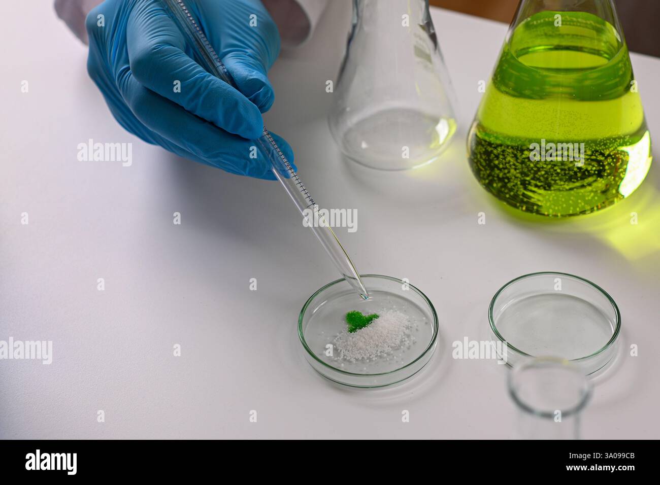 Researcher analyzing green leaf sample with white powder in petri dish ...