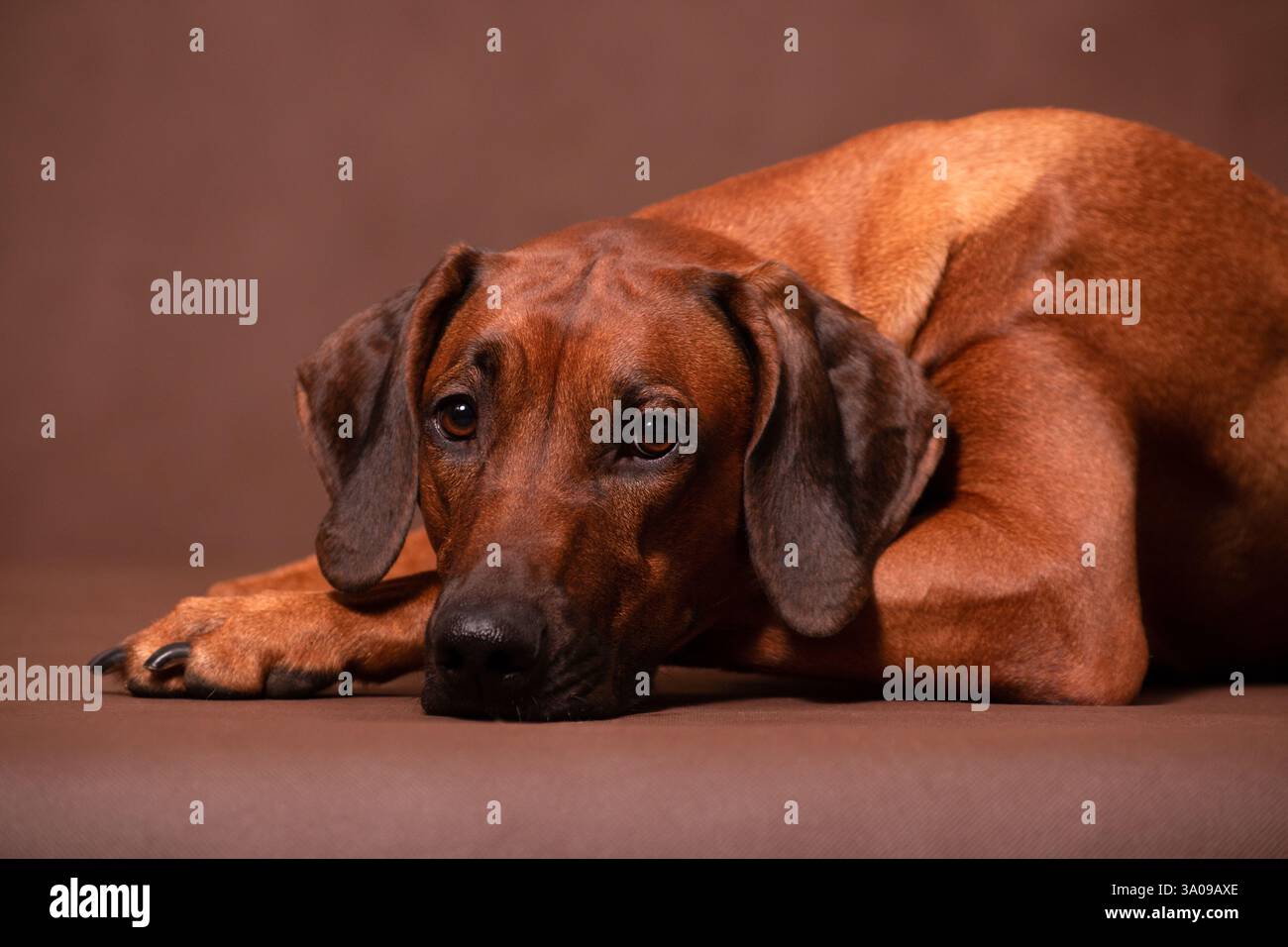 A dog of the Rhodesian Ridgeback breed rests on a brown background ...