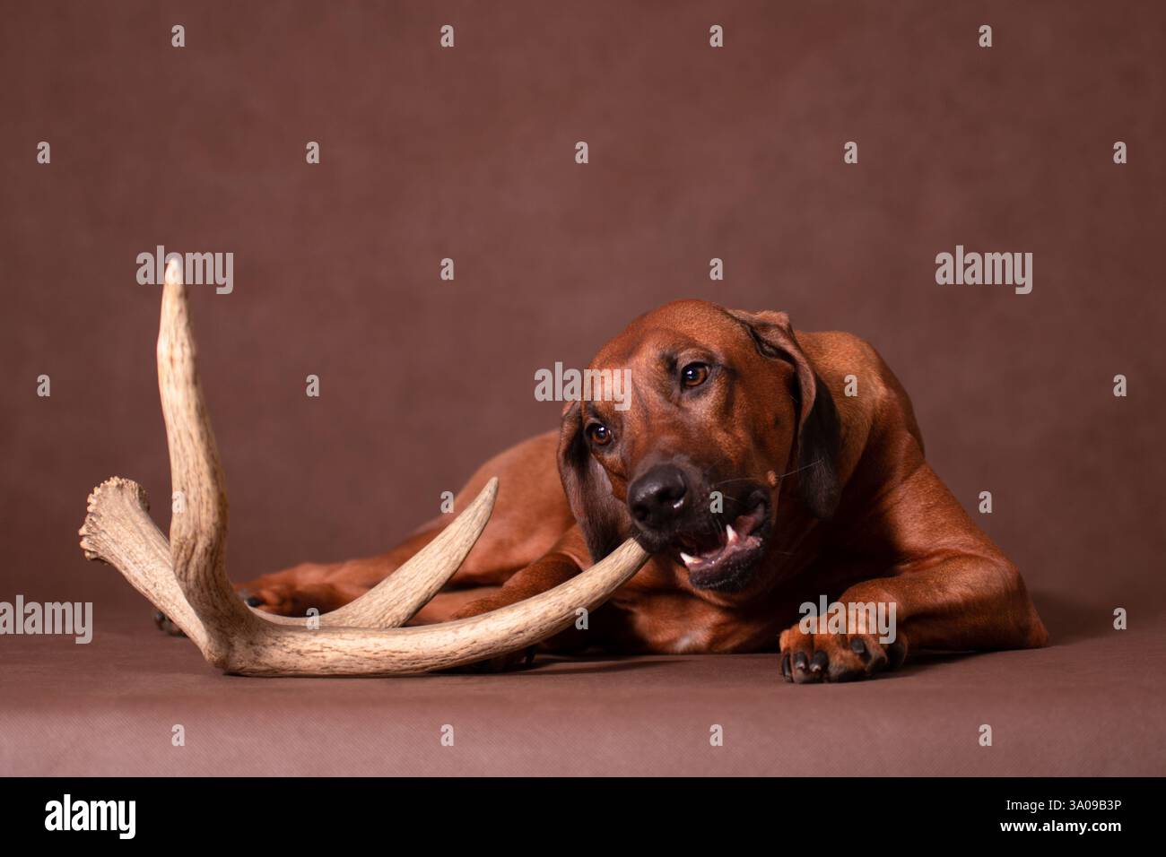 A dog of the Rhodesian Ridgeback breed, lying down, gnaws on a deer ...