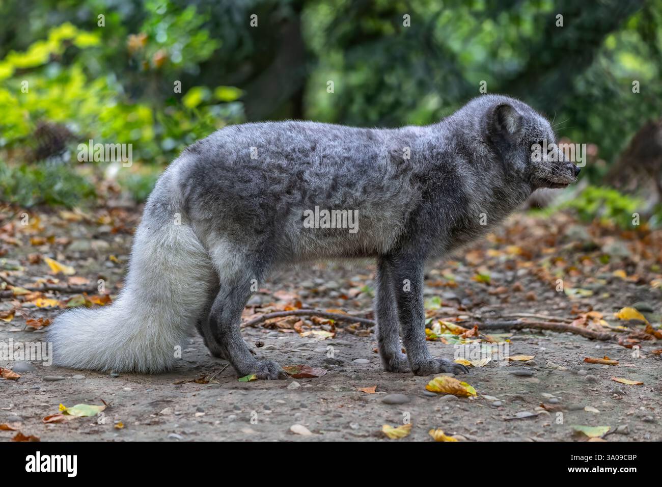 The Arctic fox (Vulpes lagopus) or white fox, polar fox, snow fox ...