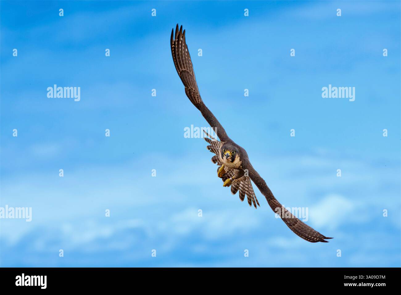 Peregrine Falcon (Falco peregrinus). Adult female in flight. Germany ...