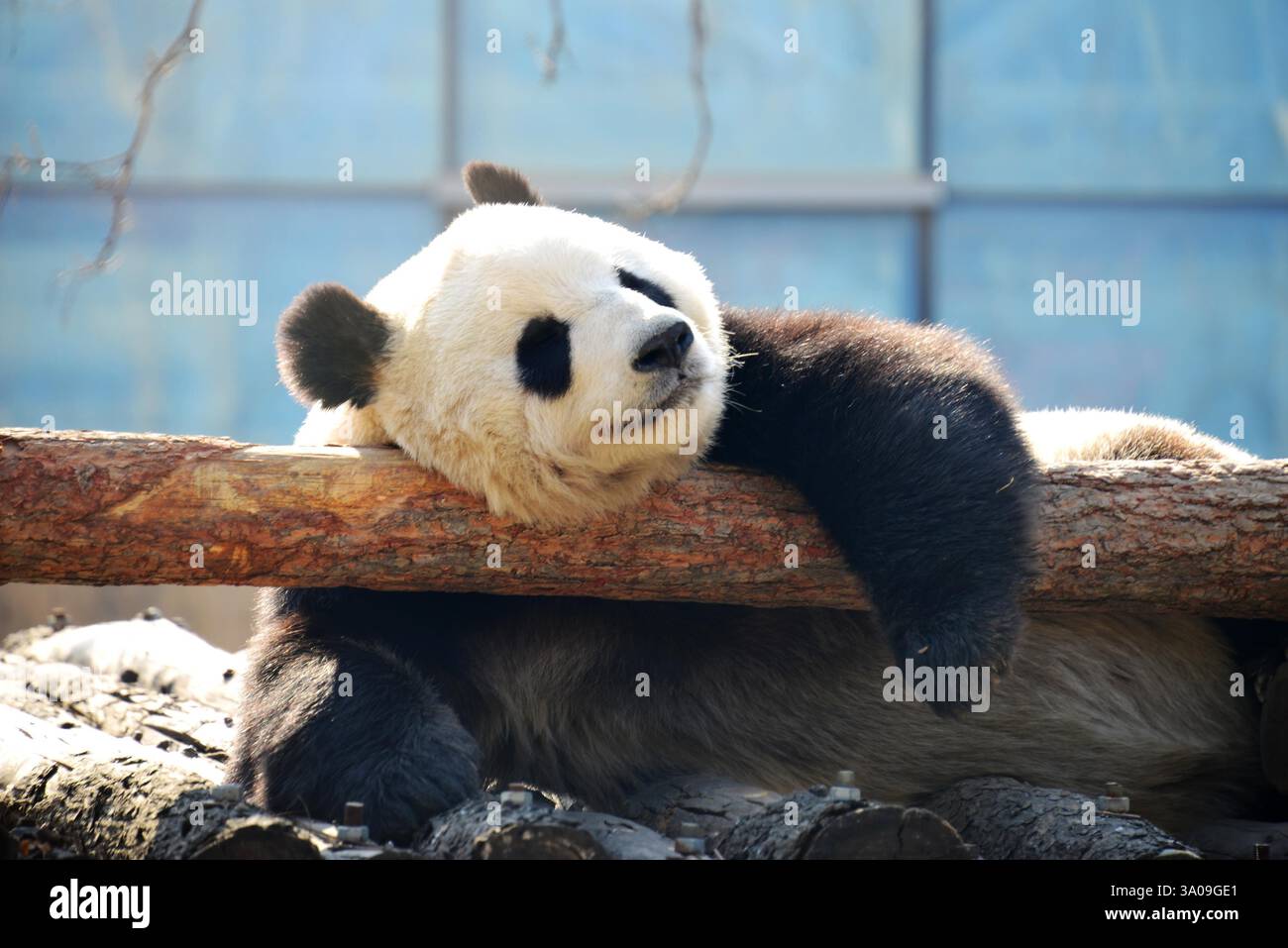 Giant panda Meng Er at Beijing Zoo, Beijing, China, 28 February, 2025 ...