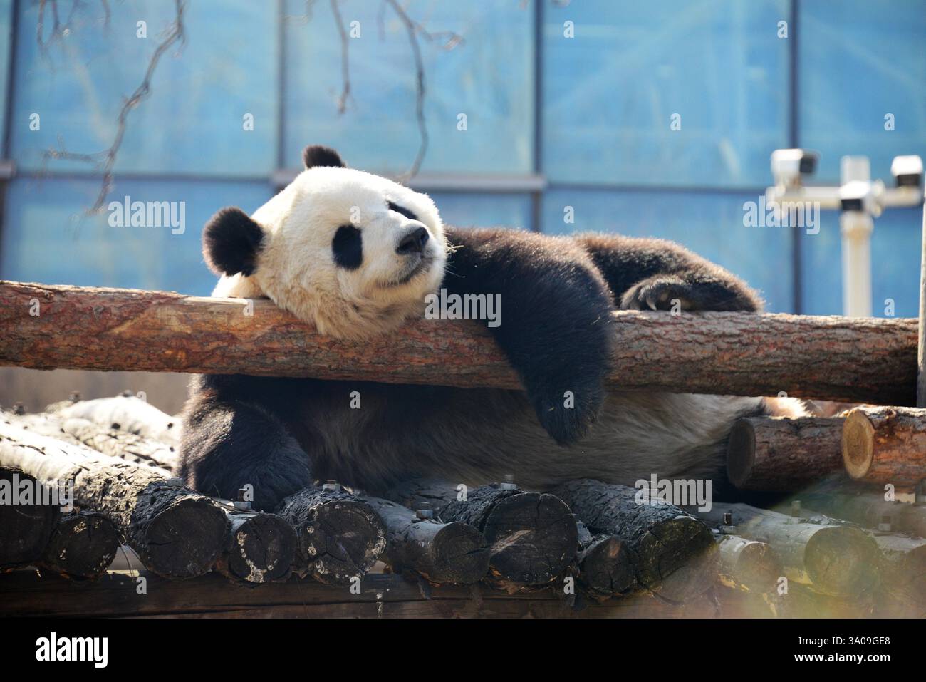 Giant panda Meng Er at Beijing Zoo, Beijing, China, 28 February, 2025 ...