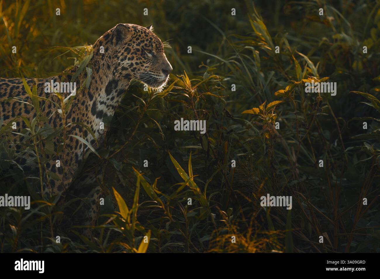 Brazilian Jaguar Hunting in the Pantanal Stock Photo - Alamy