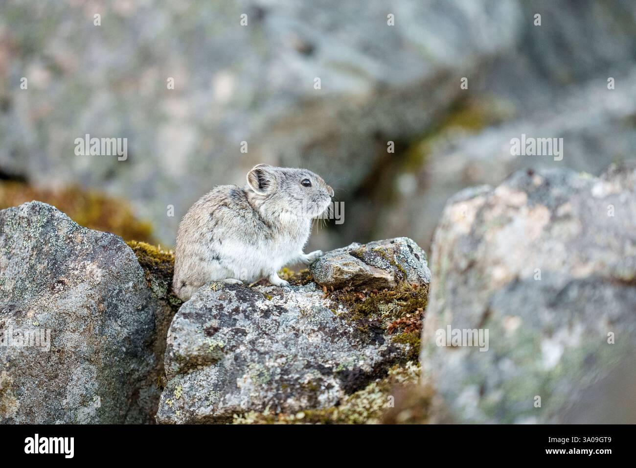 Portrait of Collared Pika in Alaska Stock Photo - Alamy