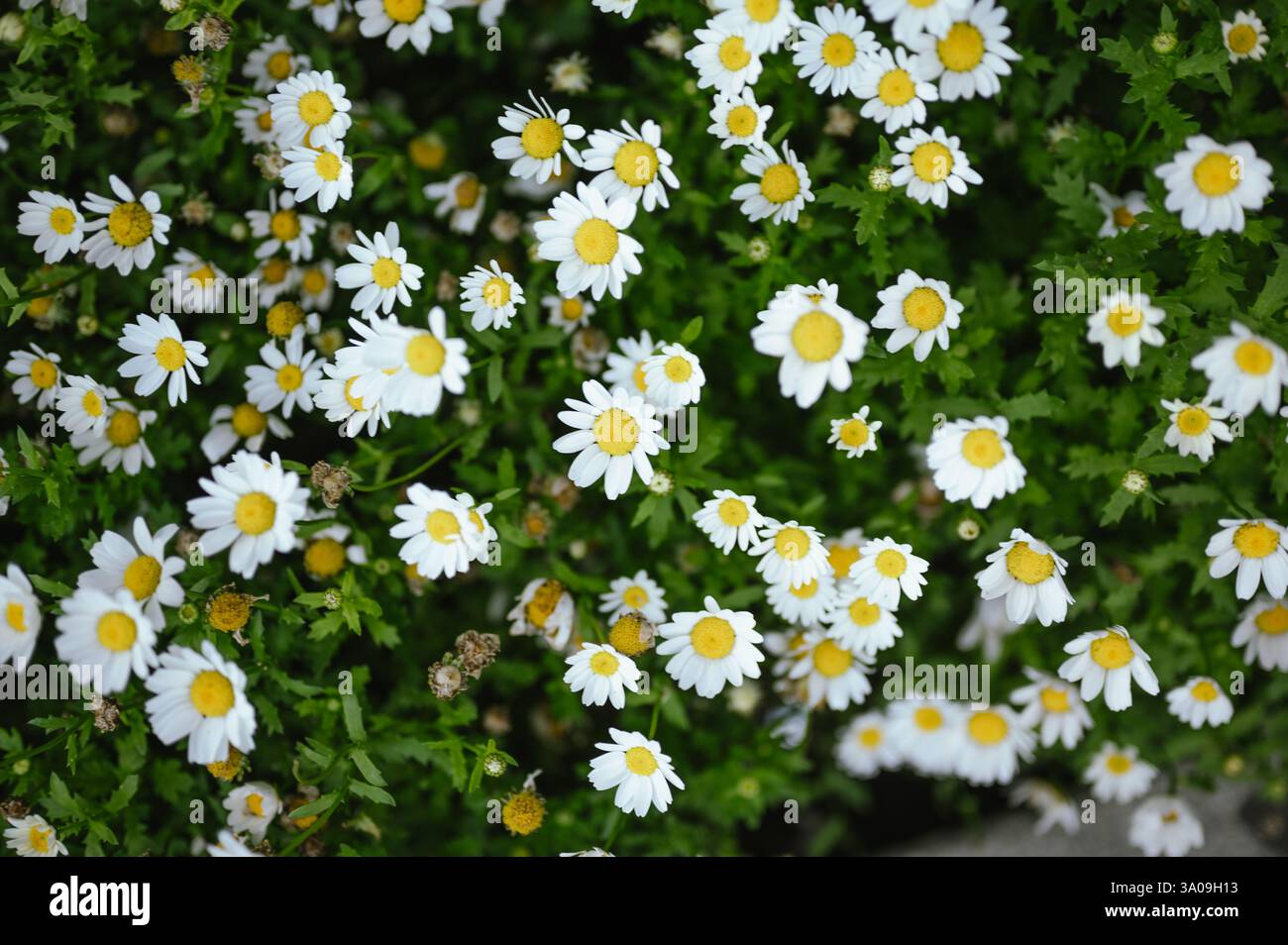 White daisies in full bloom at Cascade of Time Gardens, Banff Stock ...