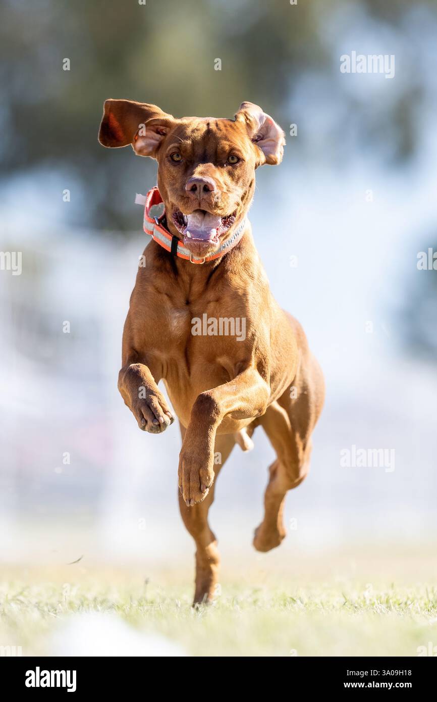 Purebred Vizsla Running Lure Course Sprint Dog Sport Stock Photo - Alamy
