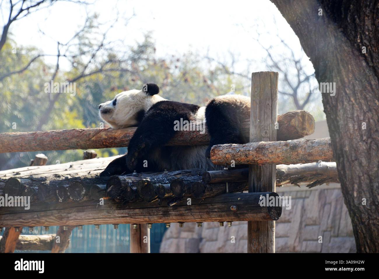 Giant panda Meng Er at Beijing Zoo, Beijing, China, 28 February, 2025 ...